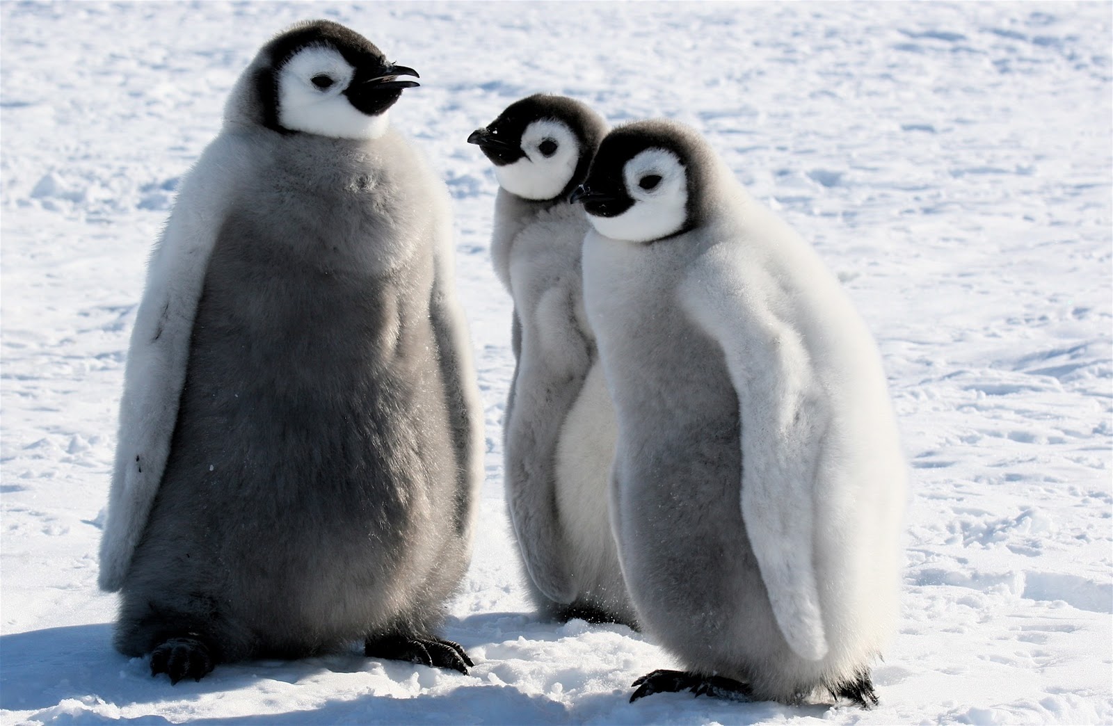 12 Facts About Emperor Penguins Some Interesting Facts
