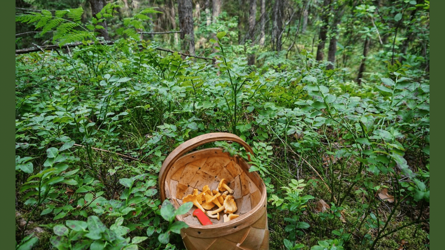 Some Interesting Facts - Curious Facts About Life, Nature, and the World